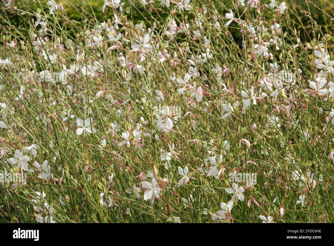 White gaura hi-res stock photography and images - Alamy