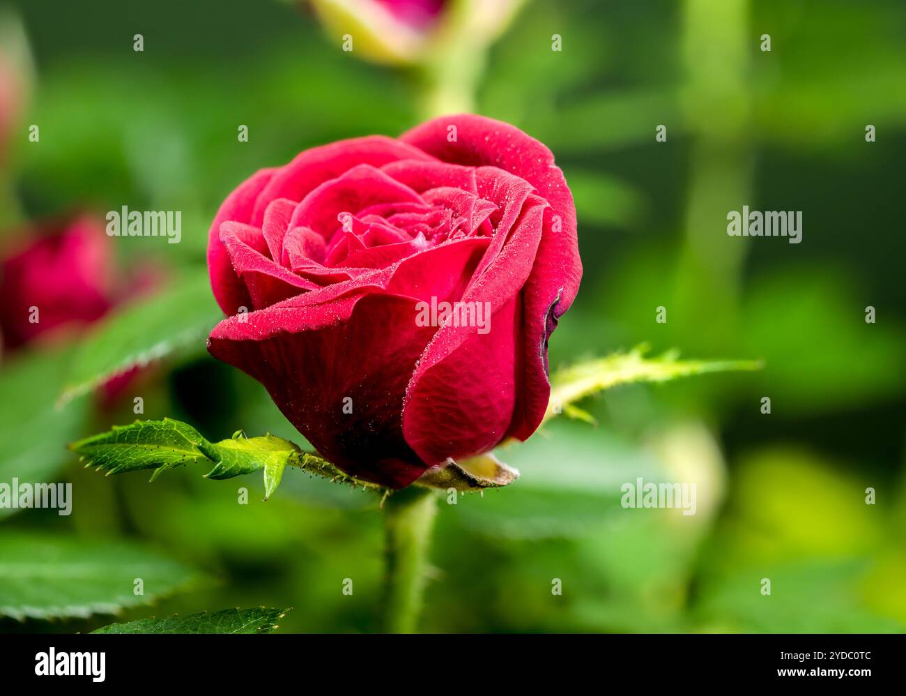 Beautiful blooming red rose kiss kordana on a green background. Flower ...