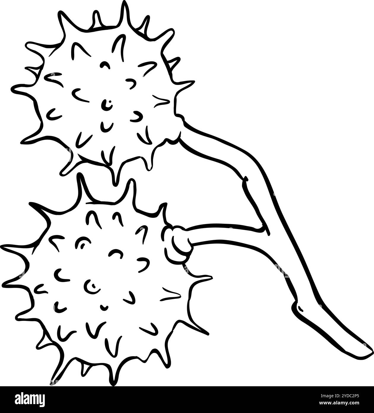 Chestnut Nut Isolated Outline Illustration Stock Vector Image & Art - Alamy