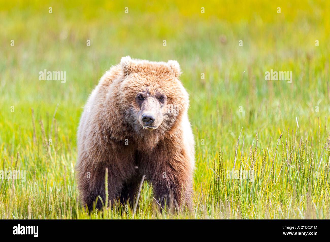 Grizzly bears - Ursus arctos - at Katmai National Park, Alaska, U.S.A Stock Photo - Alamy
