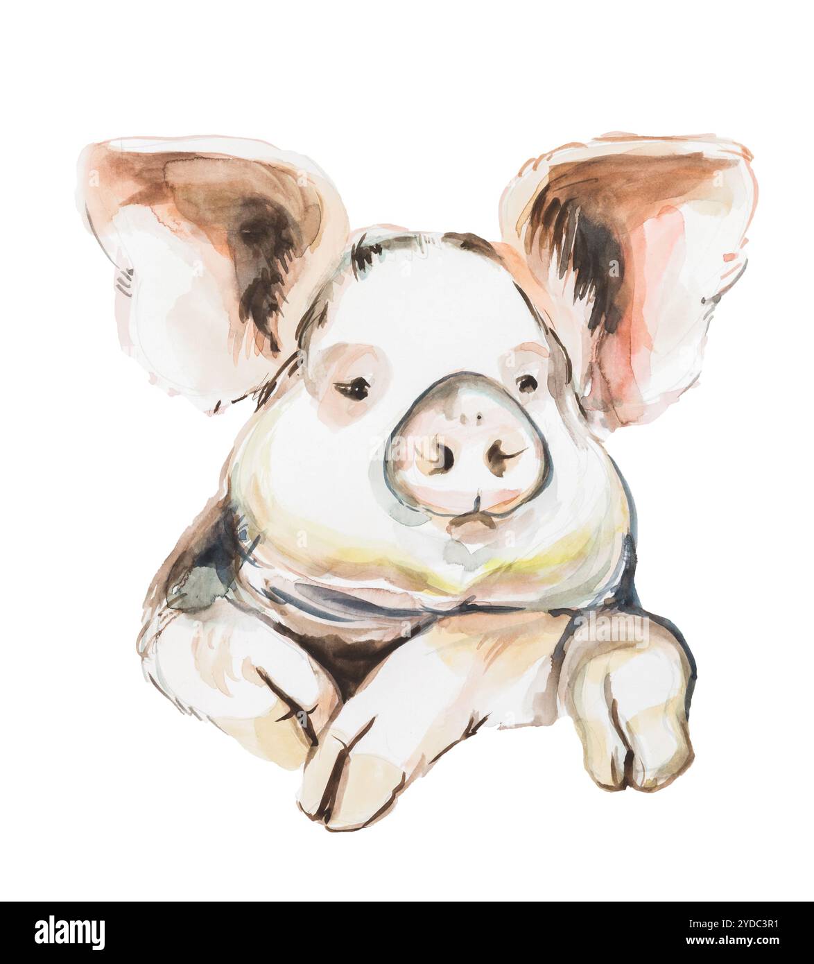 Watercolor hand drawn pig head illustration. Painted sketch isolated on ...