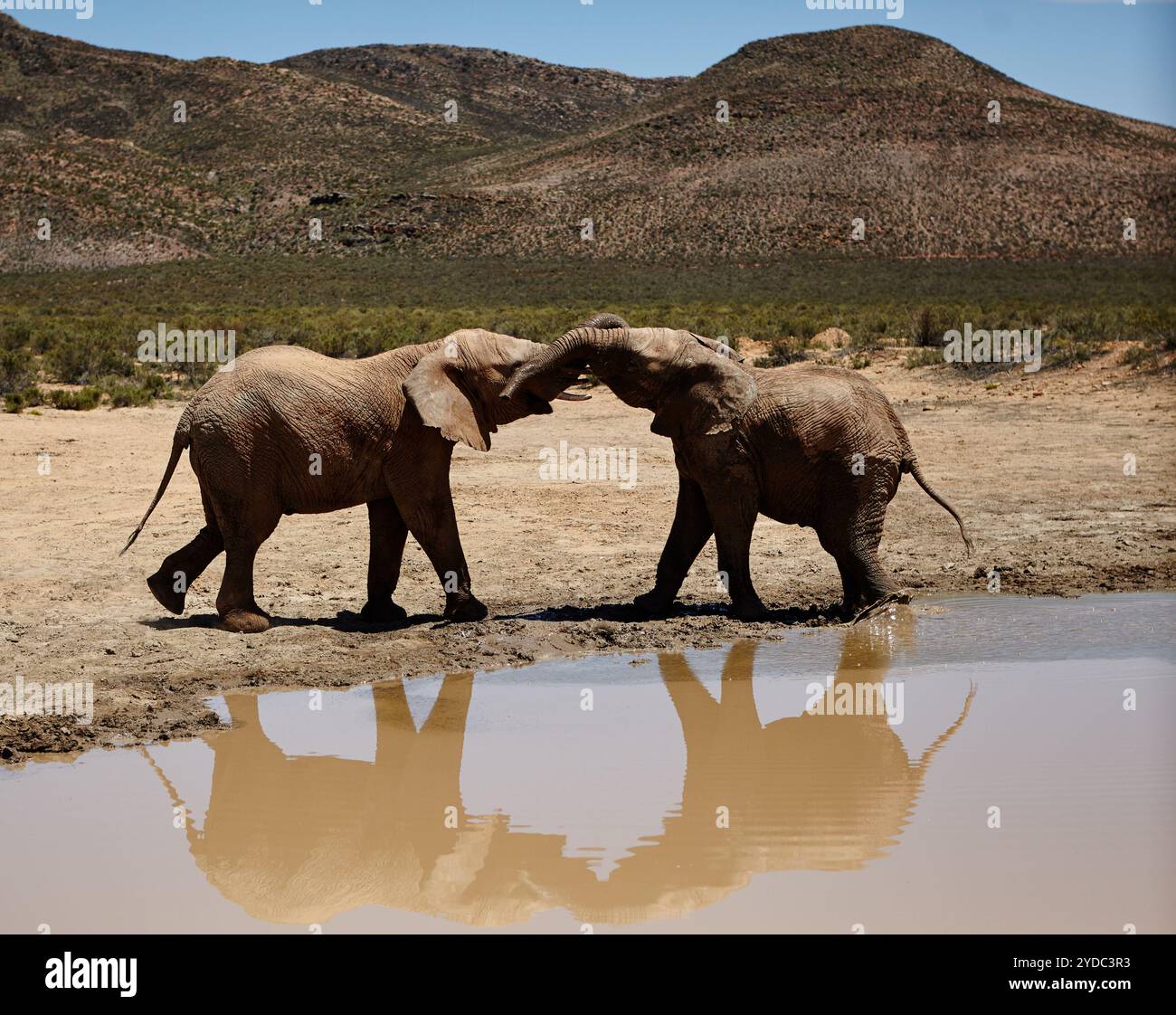 Playful, elephant and animals in zoo for conservation, wildlife and ...