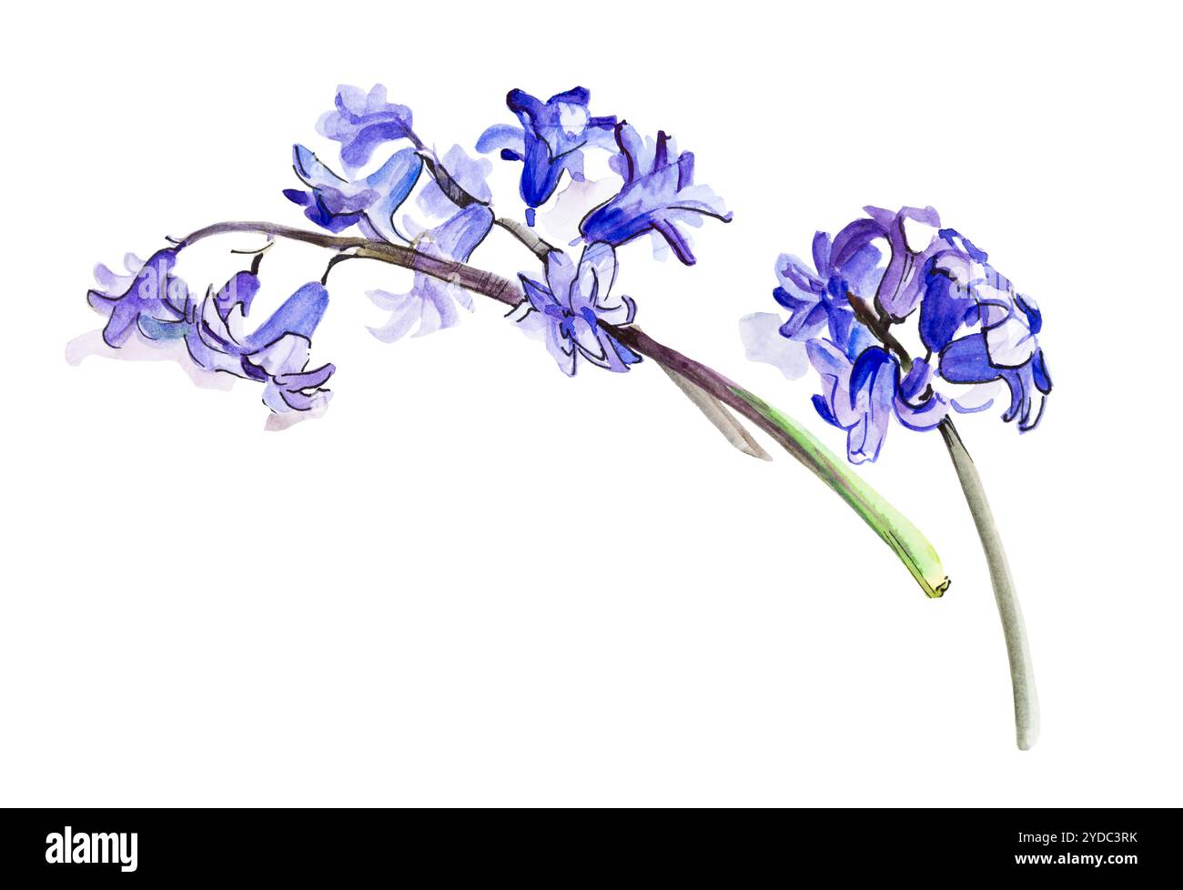 Hyacinth flower painting Cut Out Stock Images & Pictures - Alamy