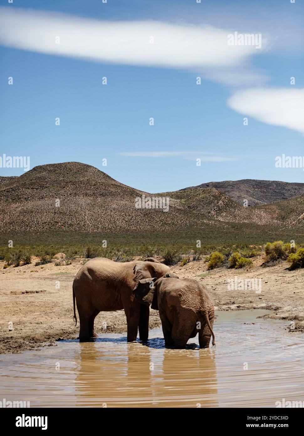 Safari, elephant and animals with water for drink, wildlife and ...