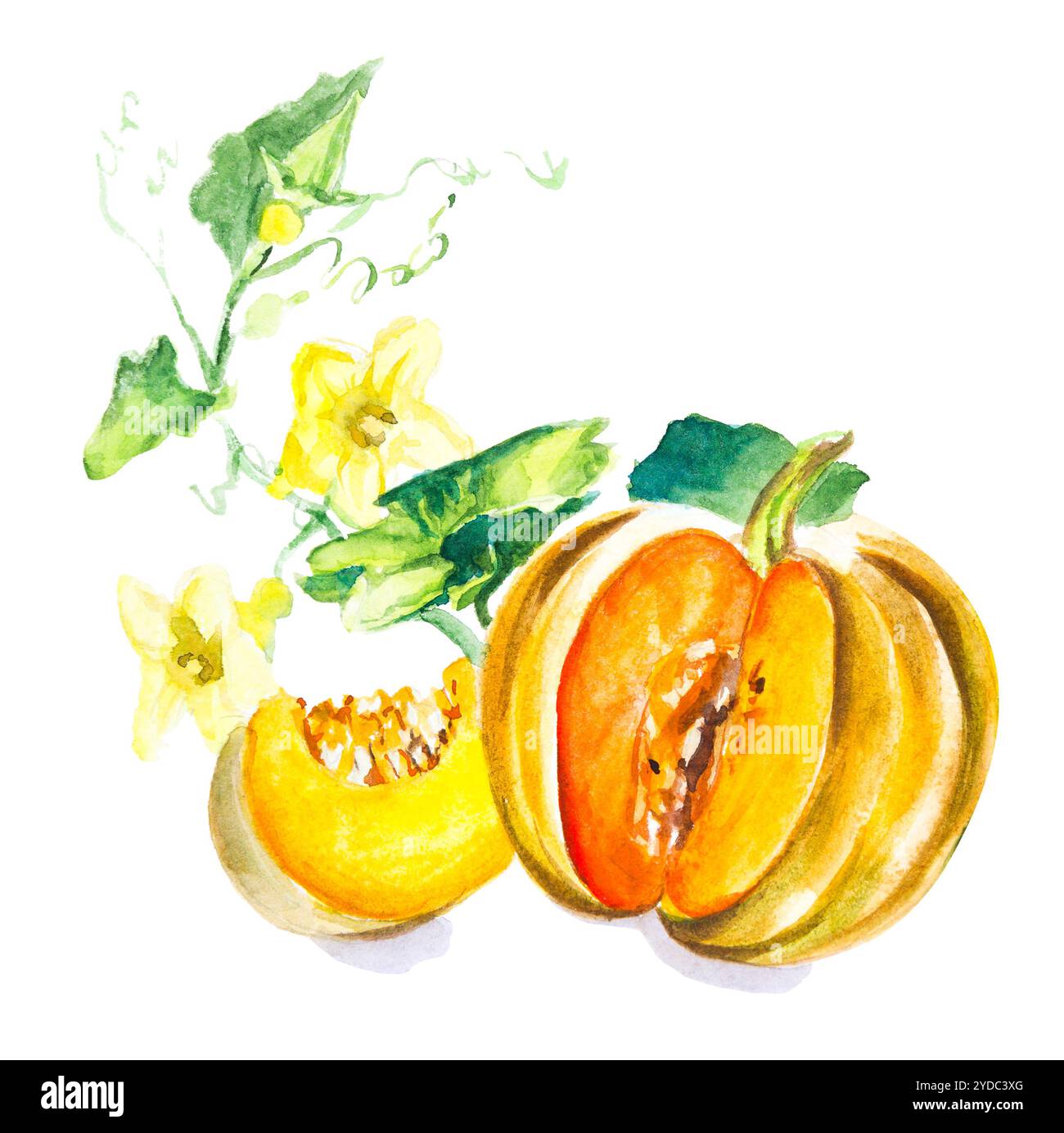 Pumpkin drawing hi-res stock photography and images - Alamy