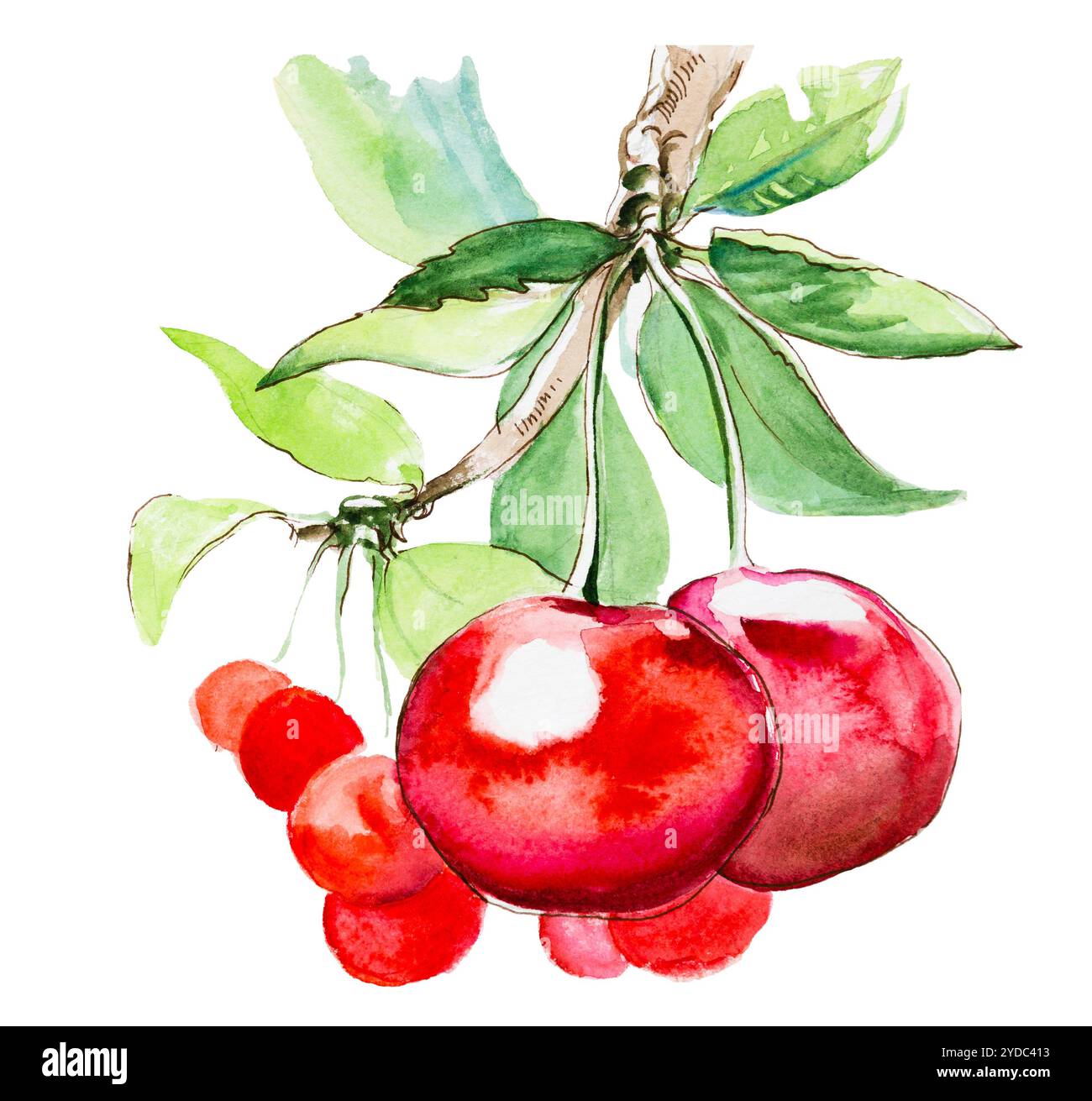 Hand drawn watercolor painting cherry on white background Stock Photo ...