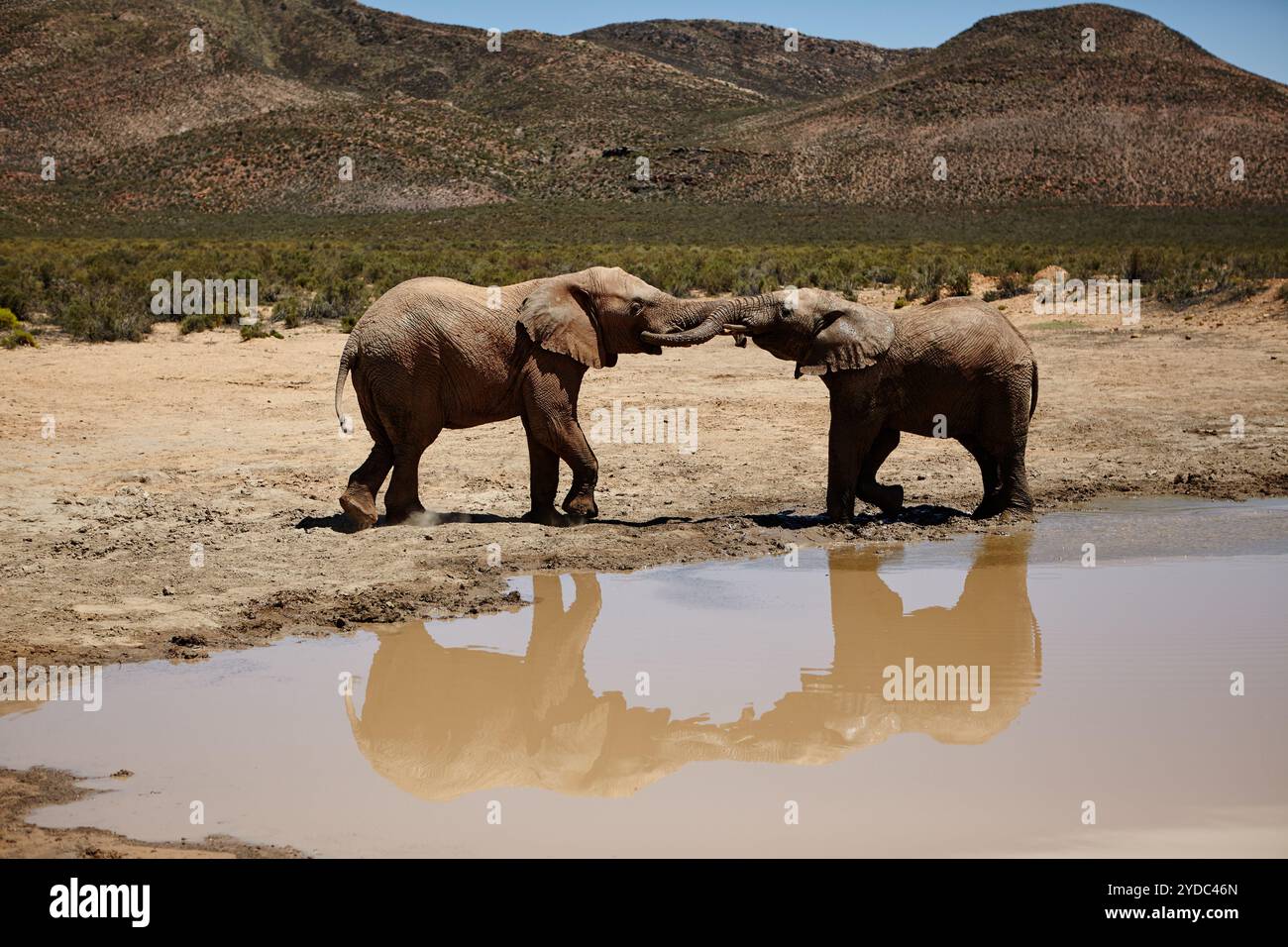 Playful, elephant and animals in savannah for conservation, wildlife ...