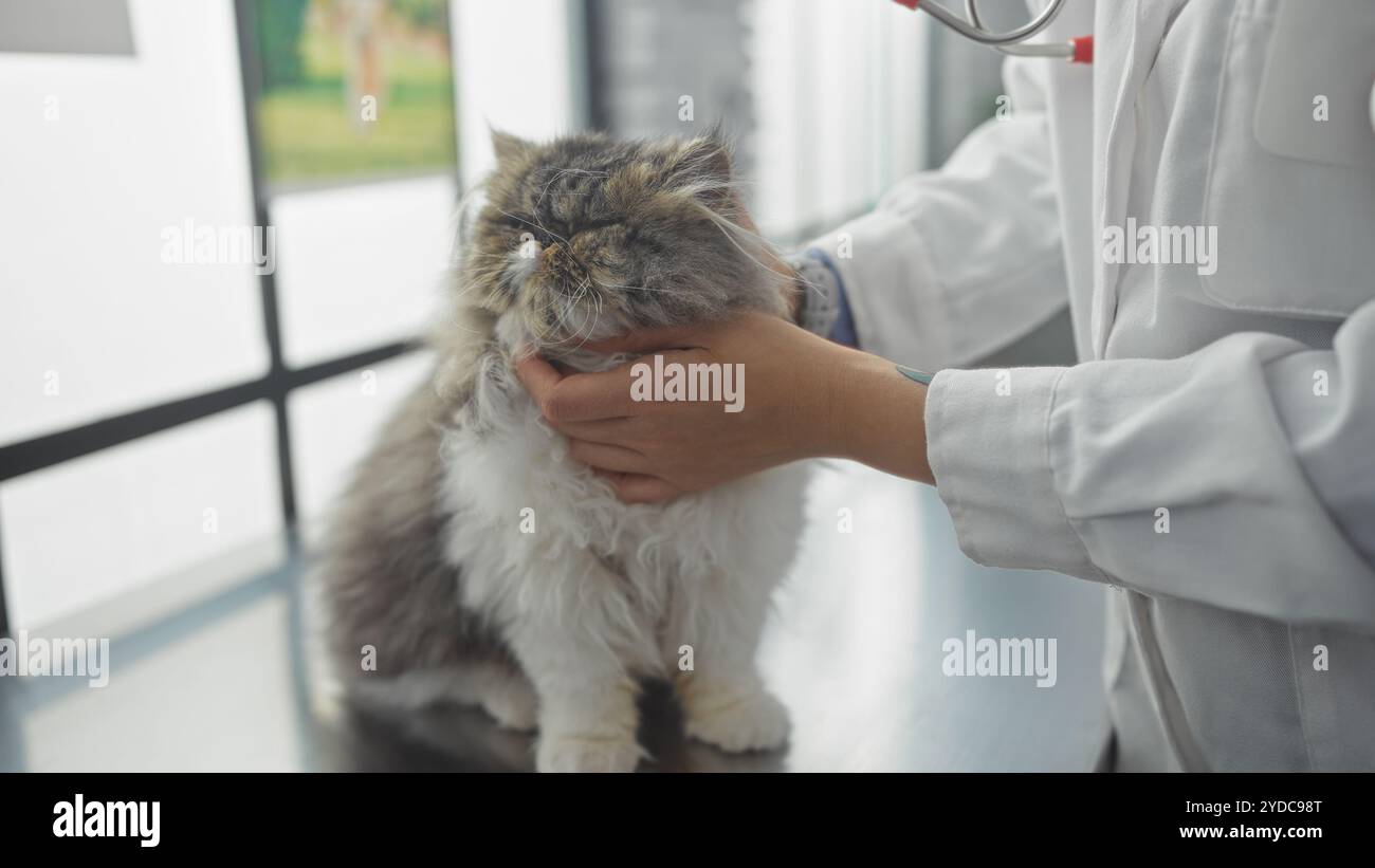 A veterinary professional indoors gently examines a kitten ...