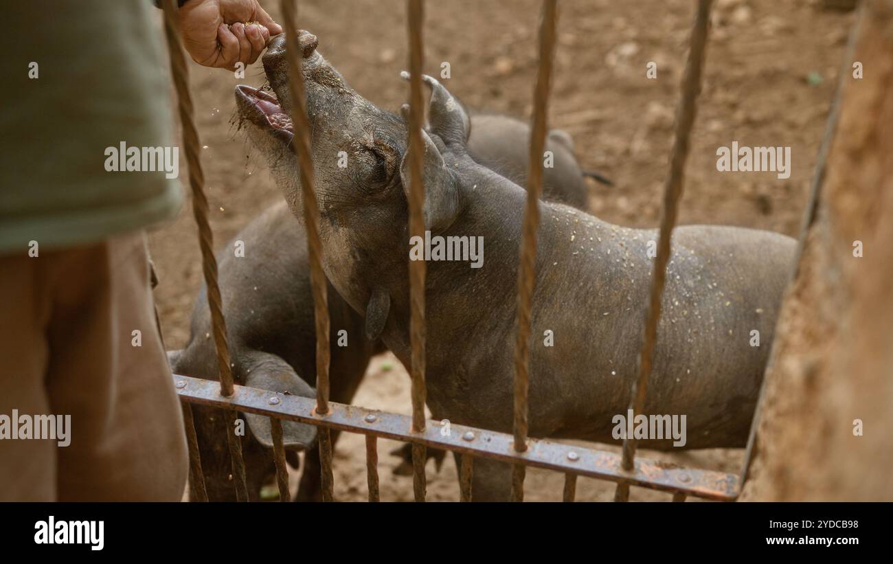 Pigs behind fence on farm hi-res stock photography and images - Alamy