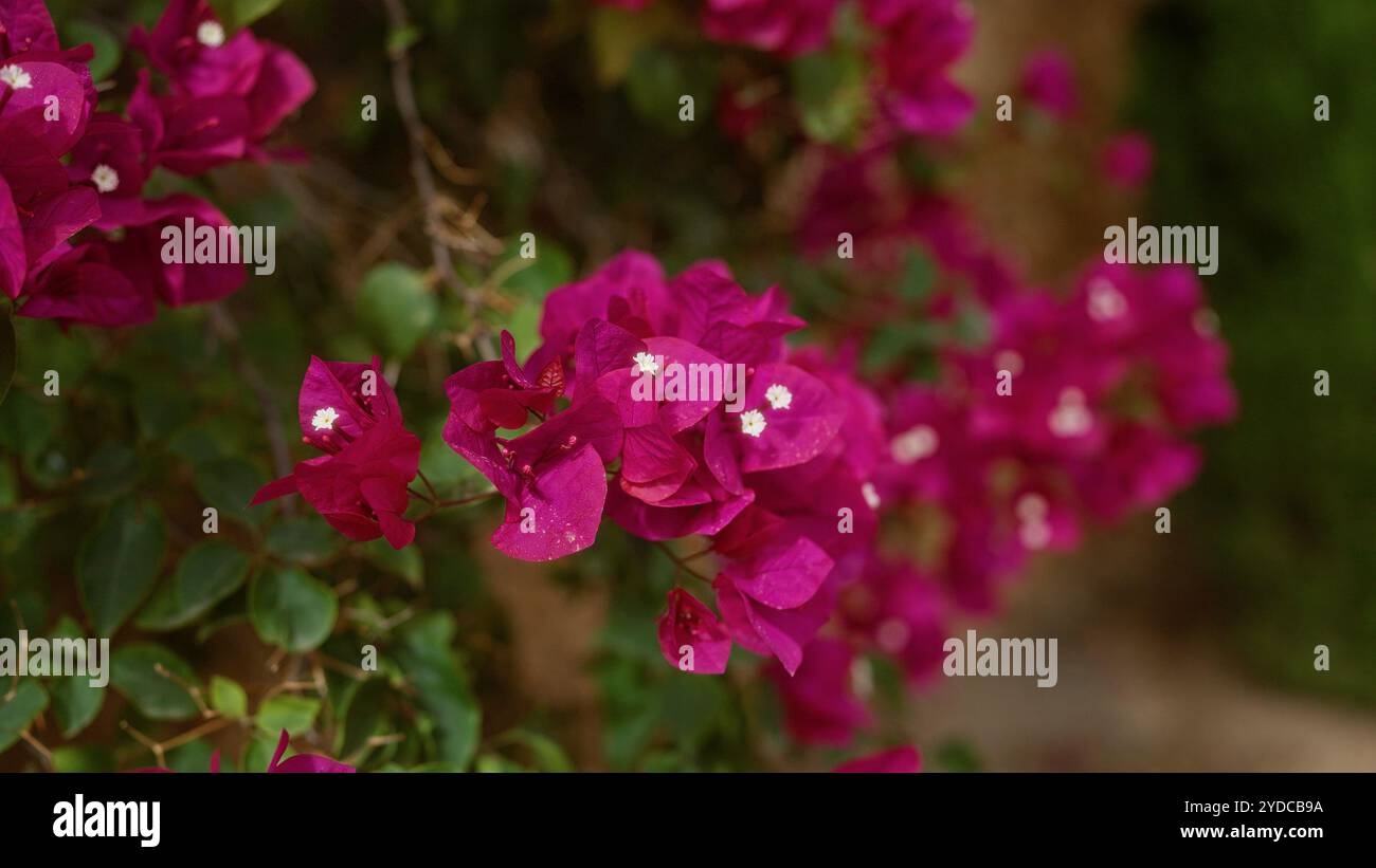 Vibrant bougainvillaea glabra flowers blooming outdoors in mallorca ...