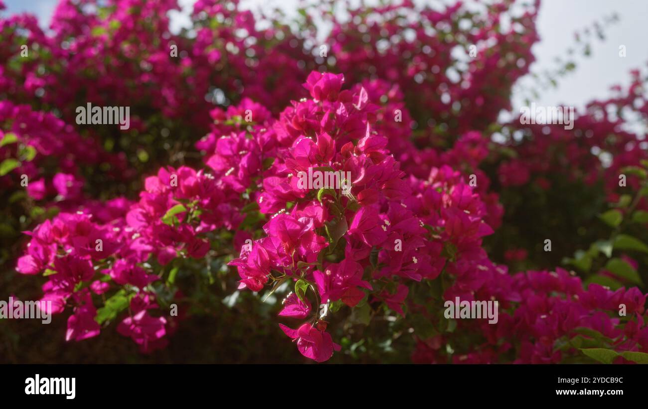 Vibrant pink bougainvillea blooms outdoors in mallorca, balearic ...