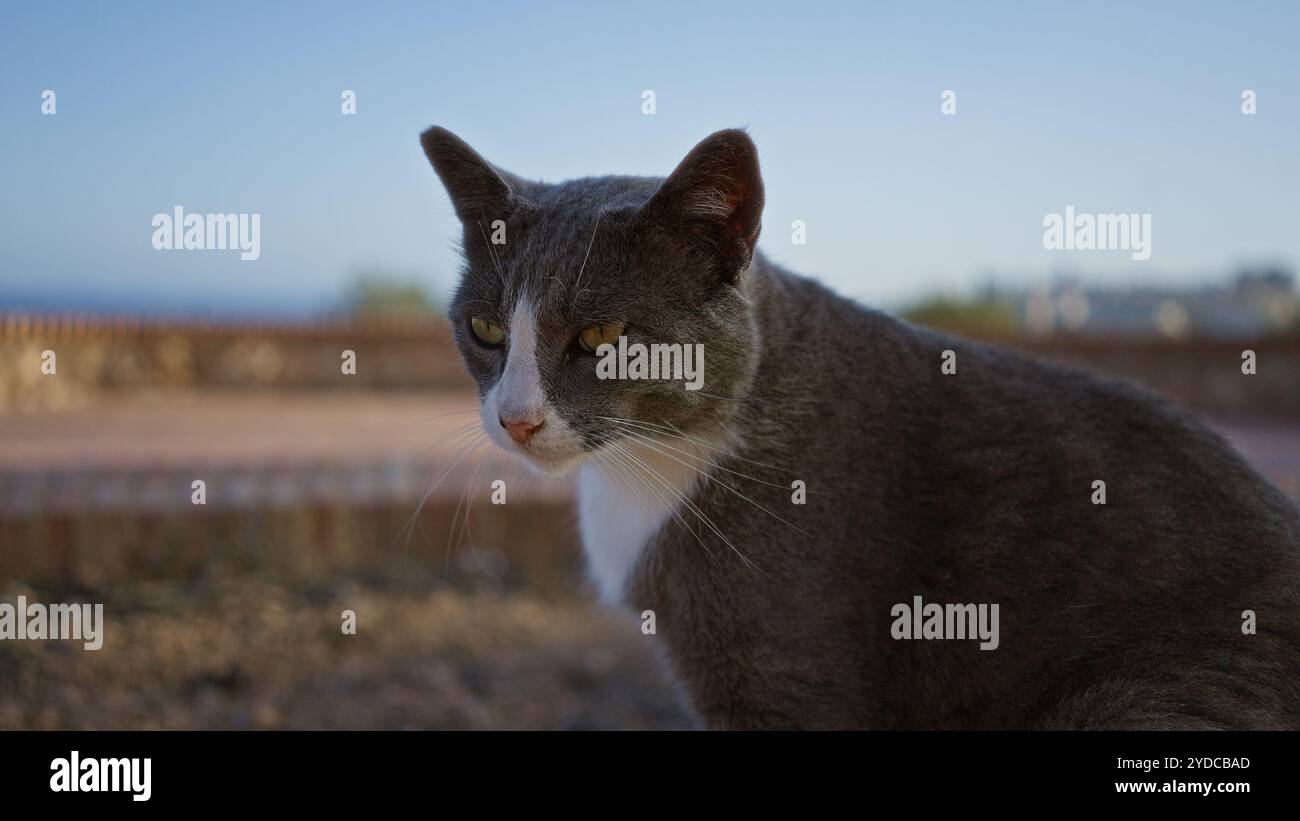 Outdoor closeup of an adorable gray feline with a white face in an ...