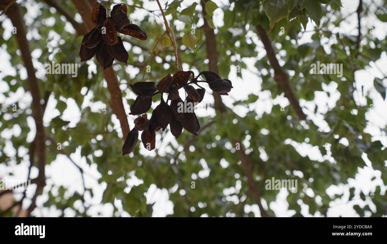 Landscape of a carob tree hi-res stock photography and images - Alamy