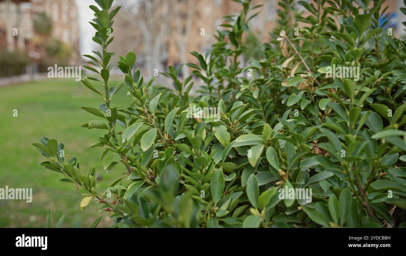 Lush greenery of a mediterranean shrub in a murcia park, spain ...