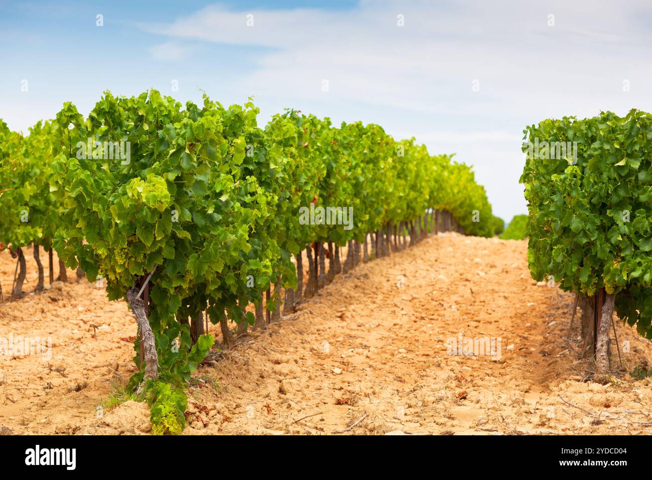 Vineyard field hi-res stock photography and images - Alamy