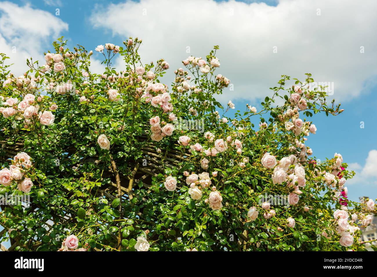 Beautiful garden bush hi-res stock photography and images - Alamy