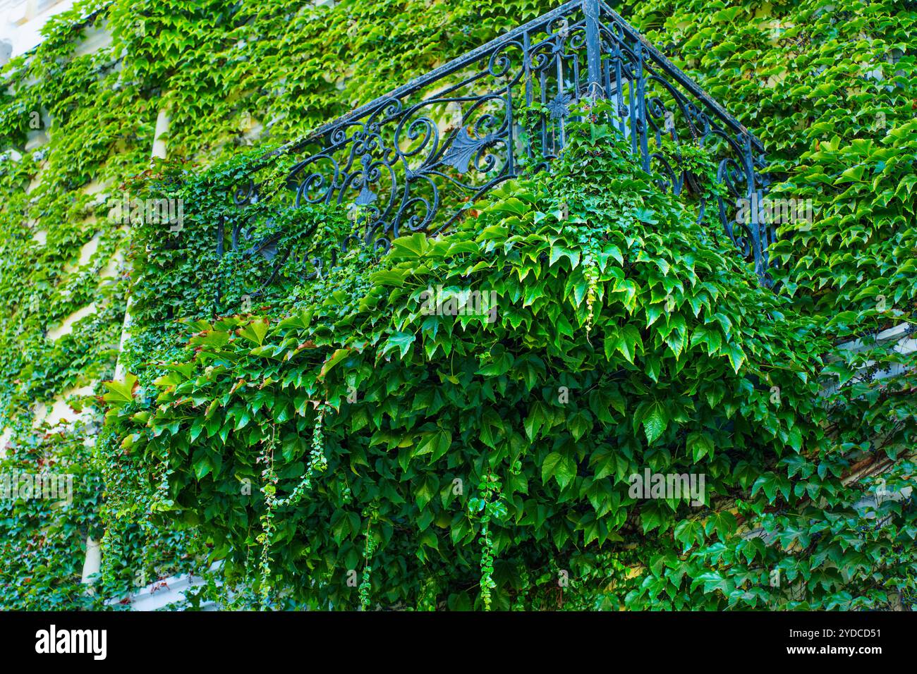 Charming balcony draped in lush green ivy, showcasing intricate ...