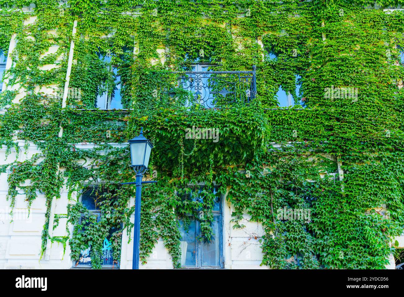 Elegant building facade adorned with thick green ivy, showcasing ...