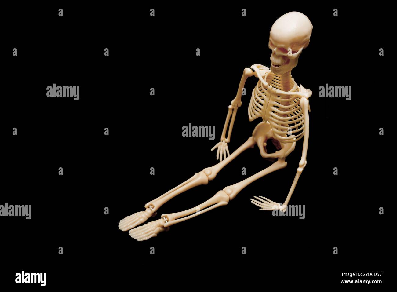 Human skeleton model sitting against a black background, ideal for ...