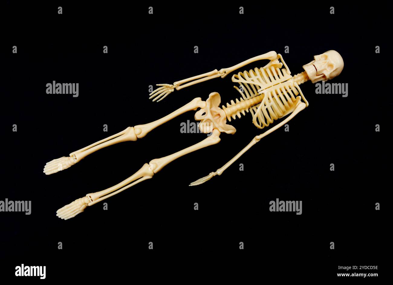 Realistic human skeleton model displayed against a black background ...
