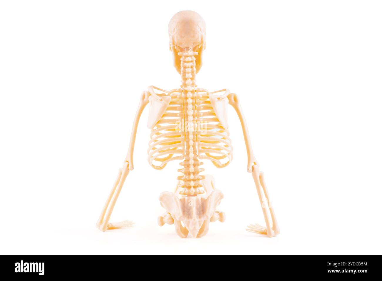 Detailed human skeleton model displaying anatomical structure, ideal ...