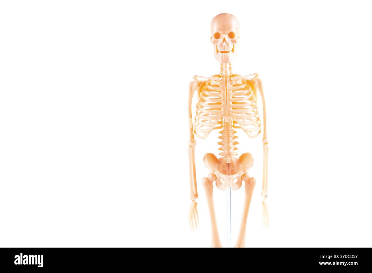 Detailed upright view Cut Out Stock Images & Pictures - Alamy