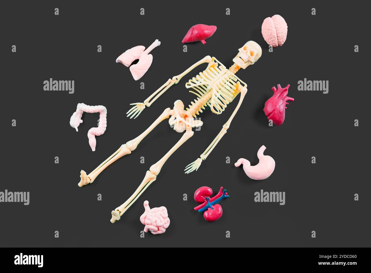 Lifesize human skeleton model surrounded by colorful organ replicas on ...