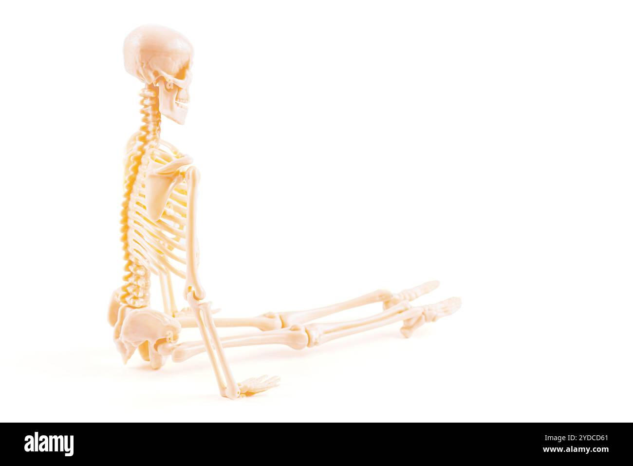 Human skeleton model sitting sideways against a white background, ideal ...