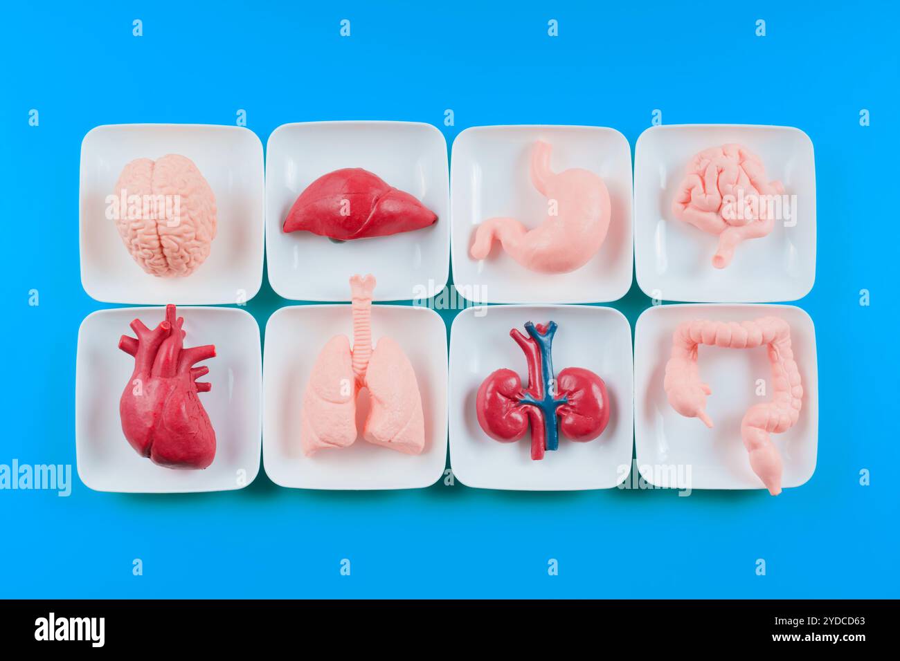 Set of anatomical models of the essential human organs displayed on ...