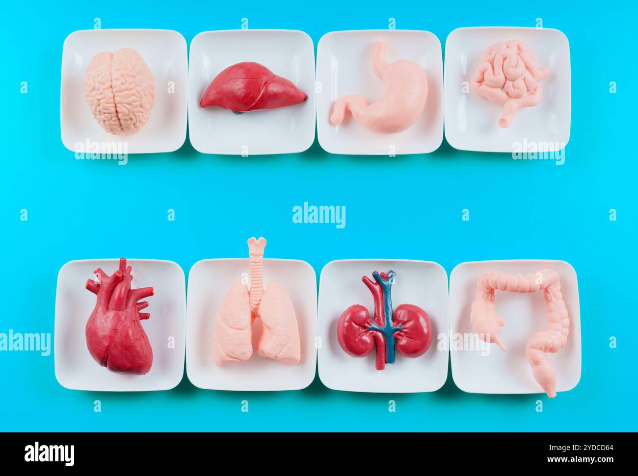 Illustration of organ donation featuring replicas of human organs on ...