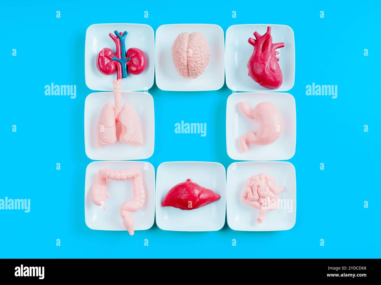 Colorful arrangement of human organ models on white plates against a ...