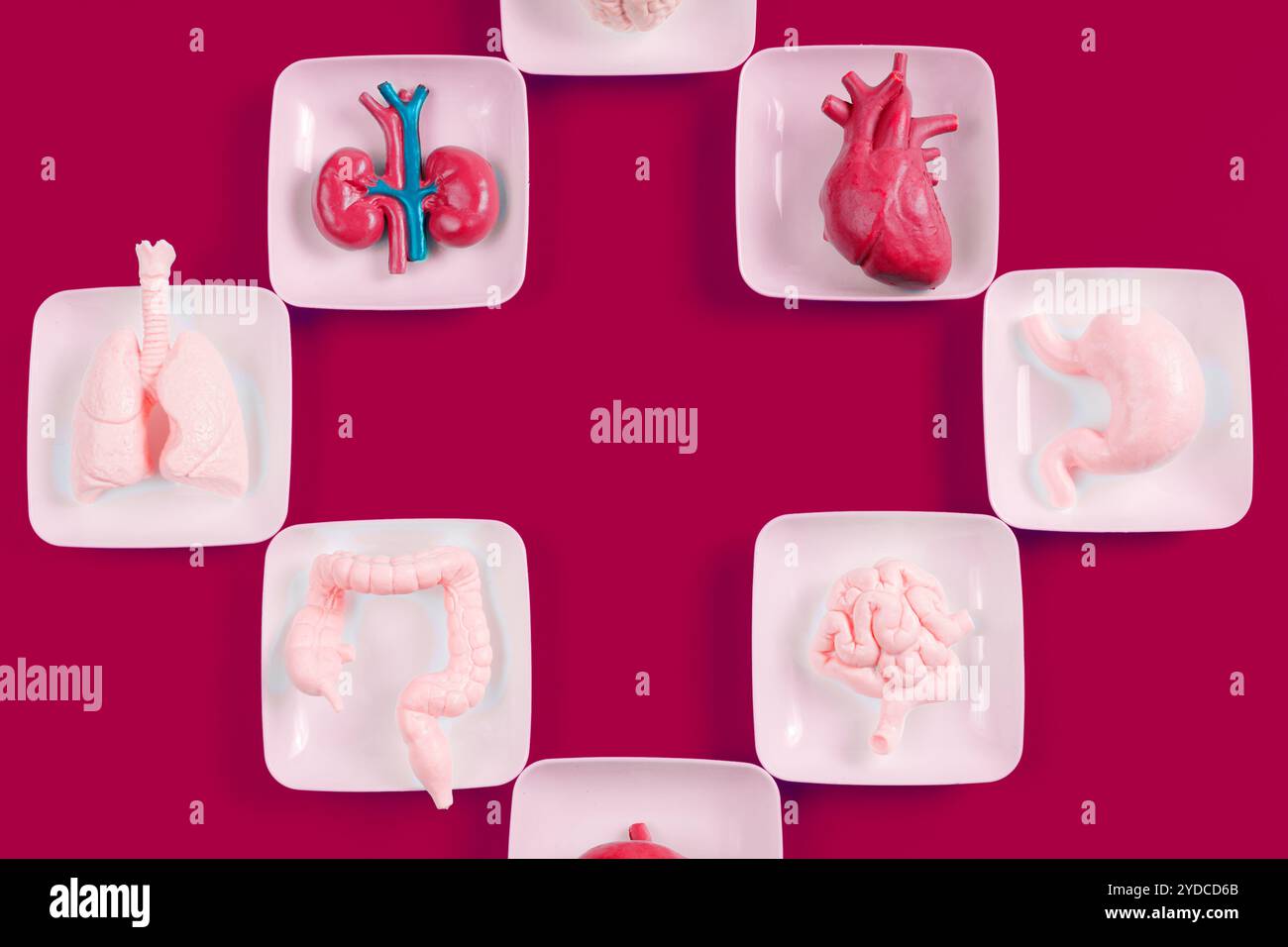 Anatomical models of human organs arranged on white plates against a ...