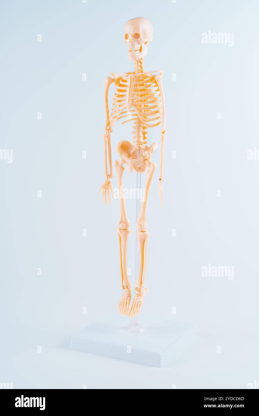 Comprehensive human skeleton model showcased on a stand, ideal for ...