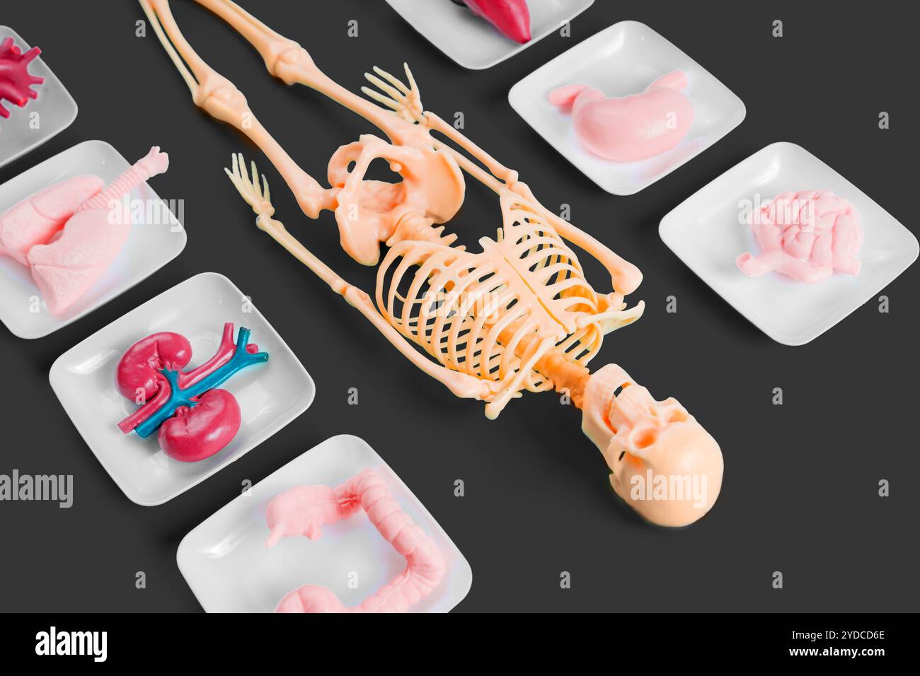 Life-sized human skeleton surrounded by realistic organ models on ...