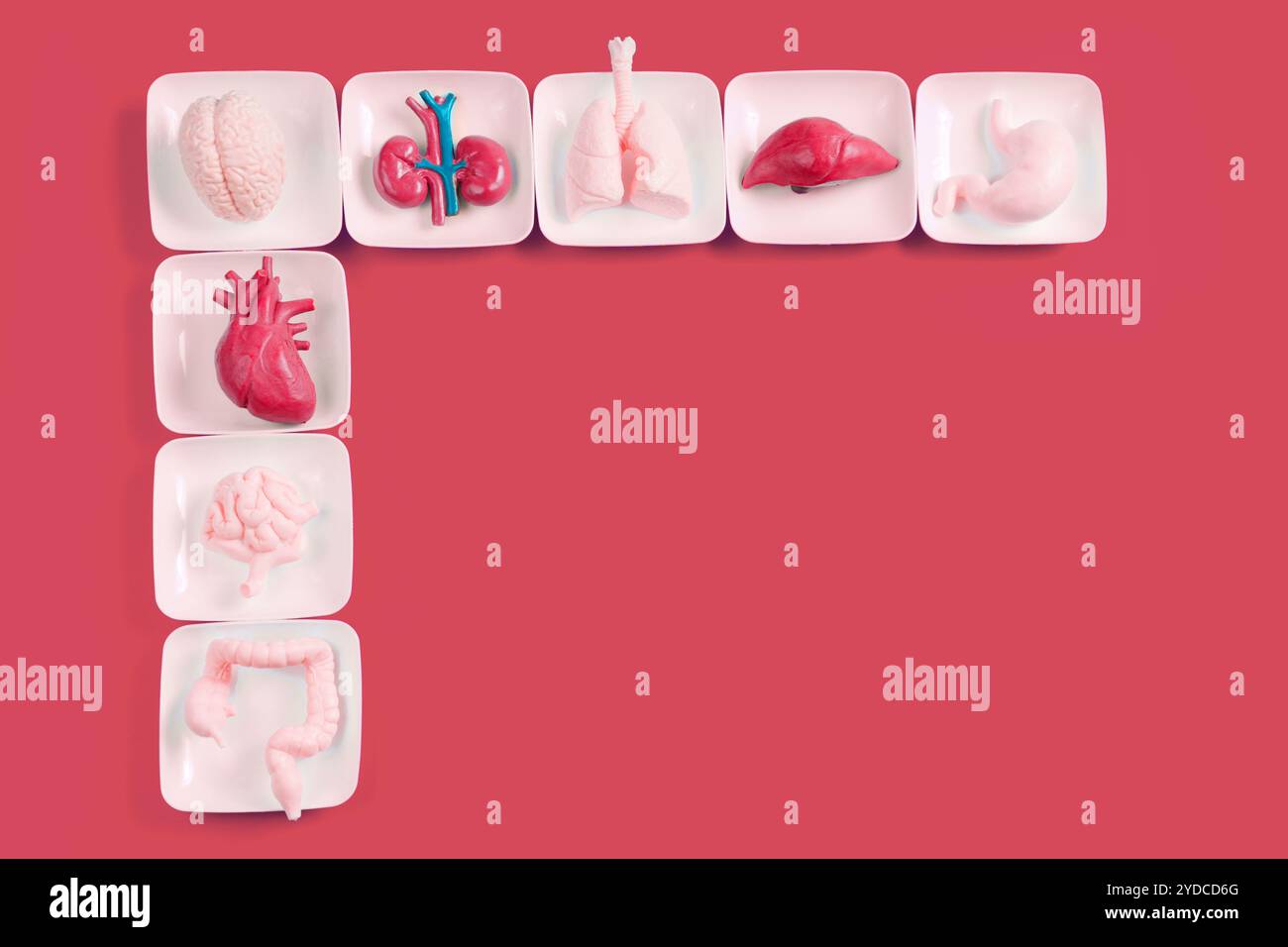 Realistic human organ models arranged on white trays against a bright ...