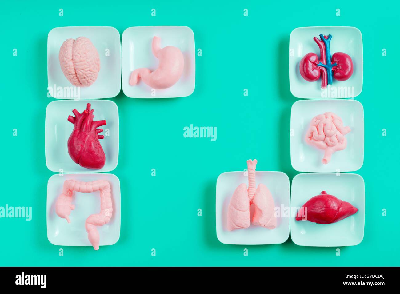 Collection of plastic models representing human organs in white trays ...