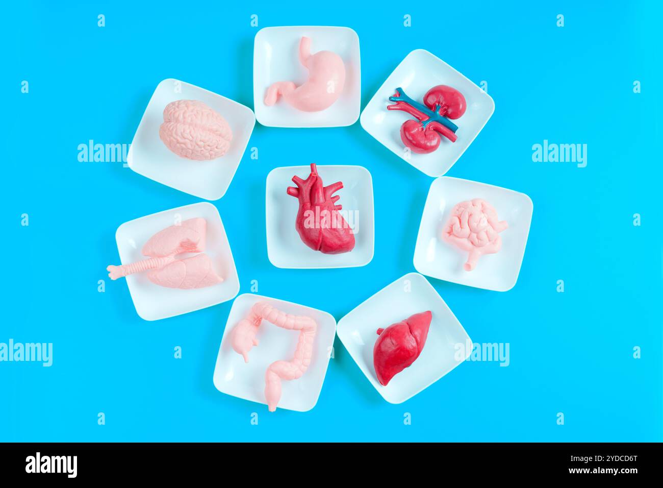 Various anatomical models hi-res stock photography and images - Alamy