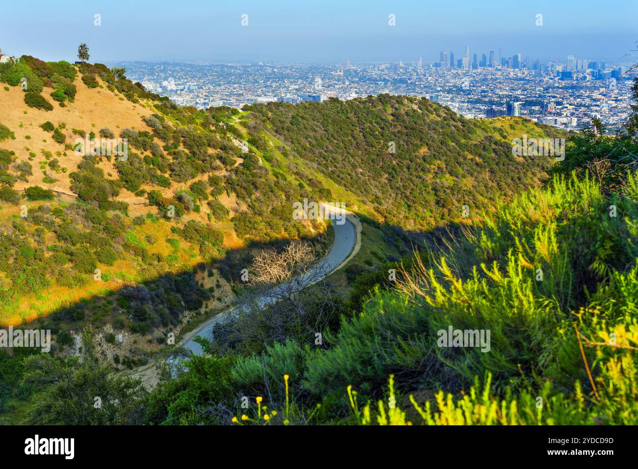 Vibrant landscape of Runyon Canyon featuring winding path, lush ...