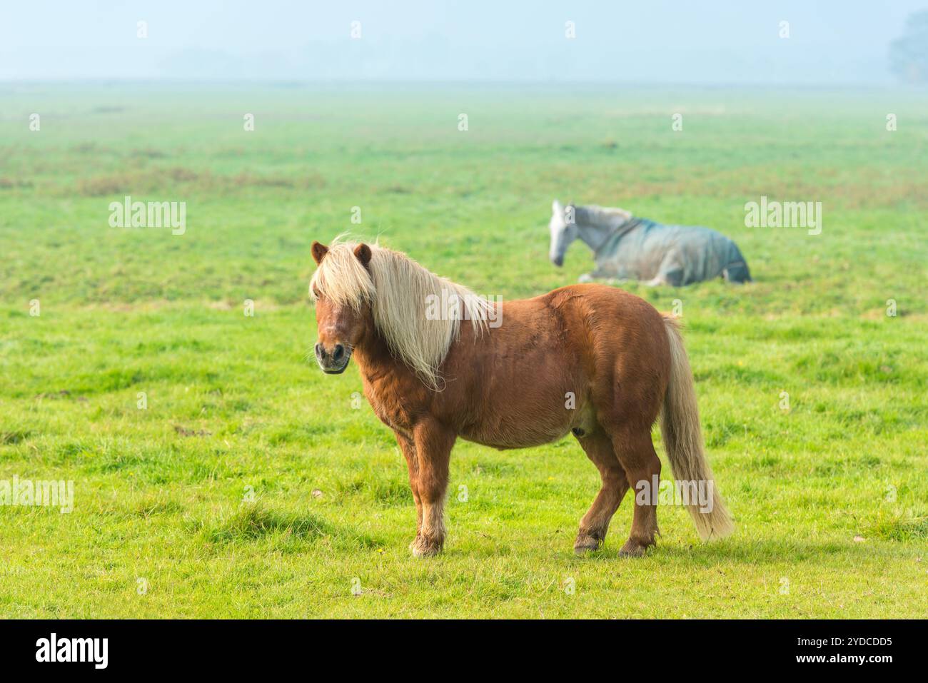 Chestnut stallion grazing on green grass Stock Photo - Alamy