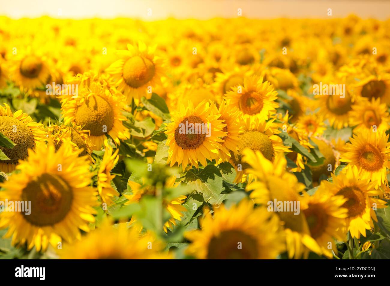 Harvest nature sunflowers growth hi-res stock photography and images ...