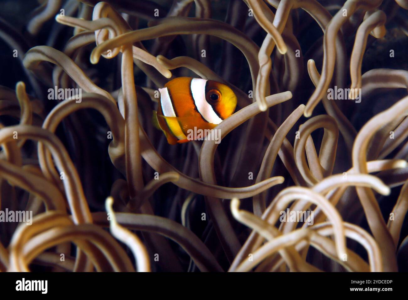 Baby Clownfish in an Anemone. Ambon, Indonesia Stock Photo - Alamy