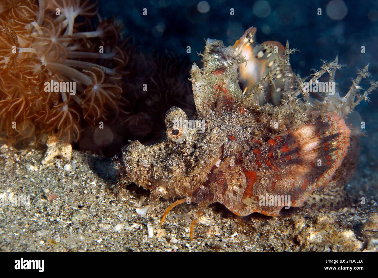 Demon Stinger (Inimicus didactylus, aka Longsnout Stingerfish, Bearded ...