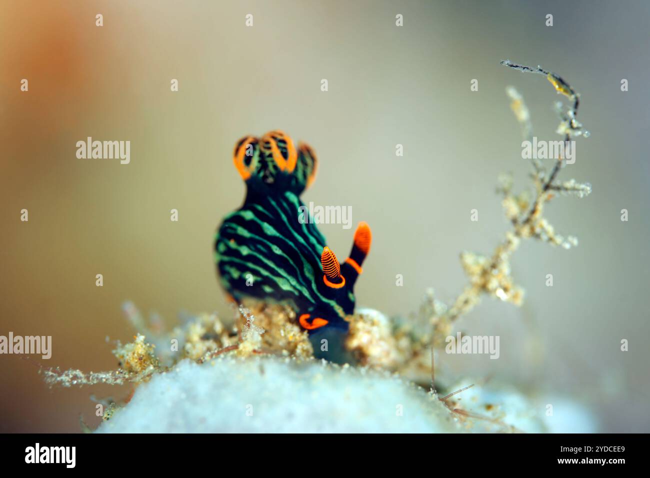 Nembrotha Kubaryana Nudibranch (Variable Neon Slug). Ambon, Indonesia ...