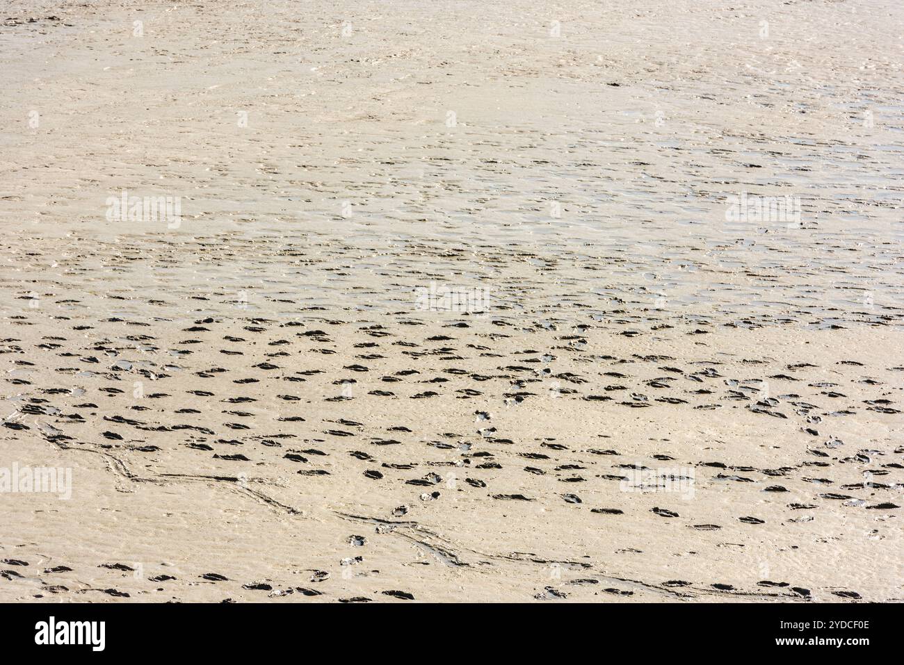 Human footprints on the sand of the sea bottom Stock Photo - Alamy