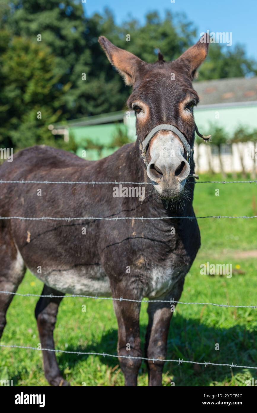 Donkey smile face hi-res stock photography and images - Alamy