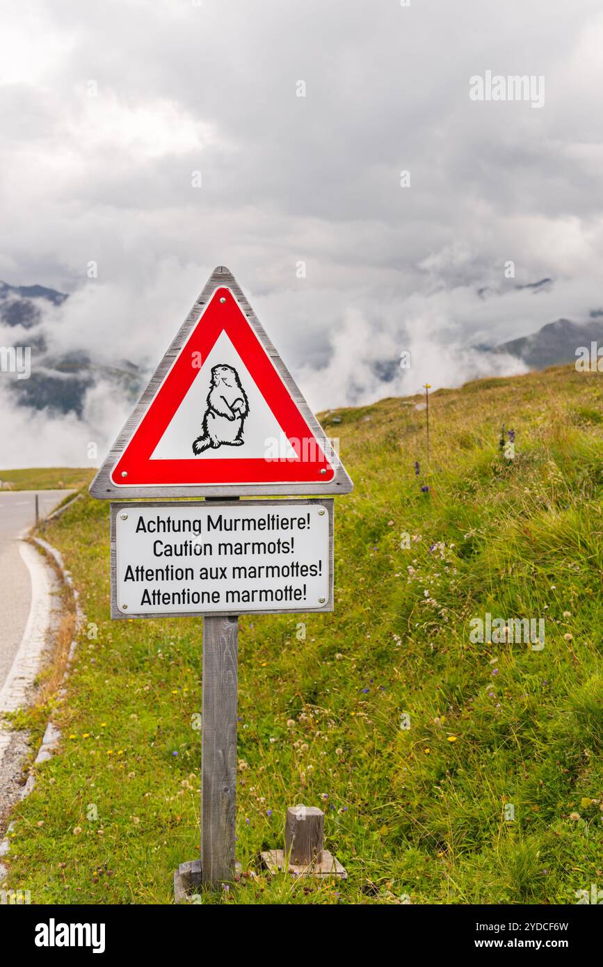 Caution marmots traffic sign on an Alpine road Stock Photo - Alamy