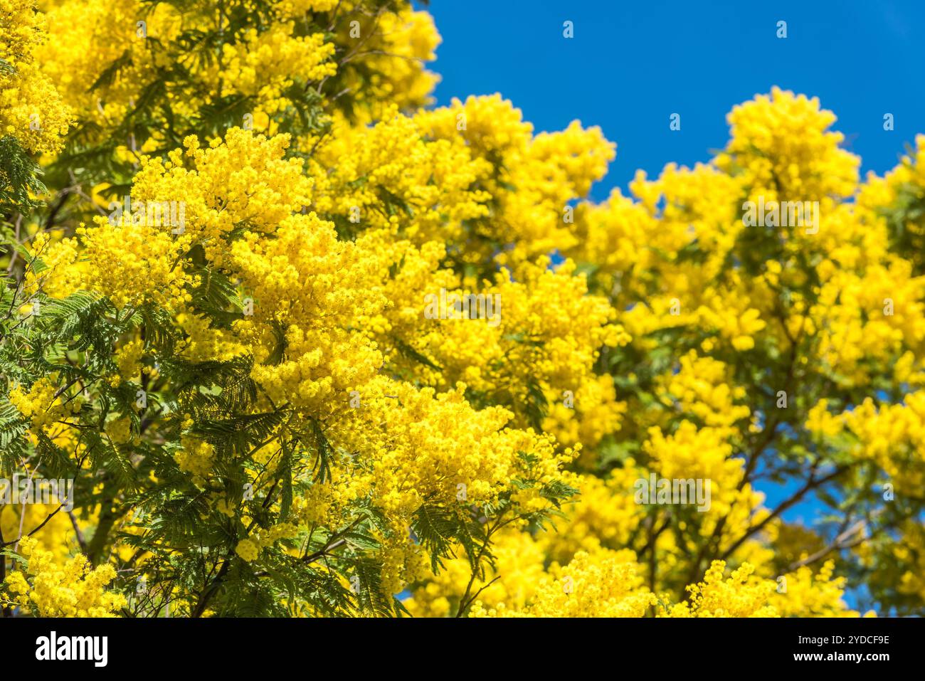 Acacia mimosa trees in hi-res stock photography and images - Alamy