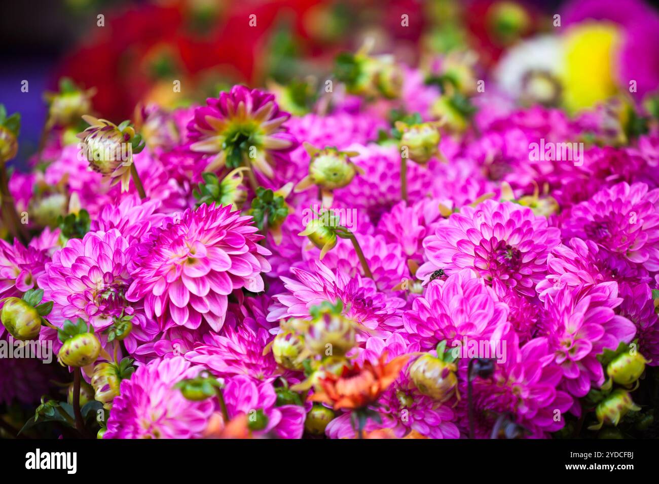 Purple pink dahlias hi-res stock photography and images - Alamy