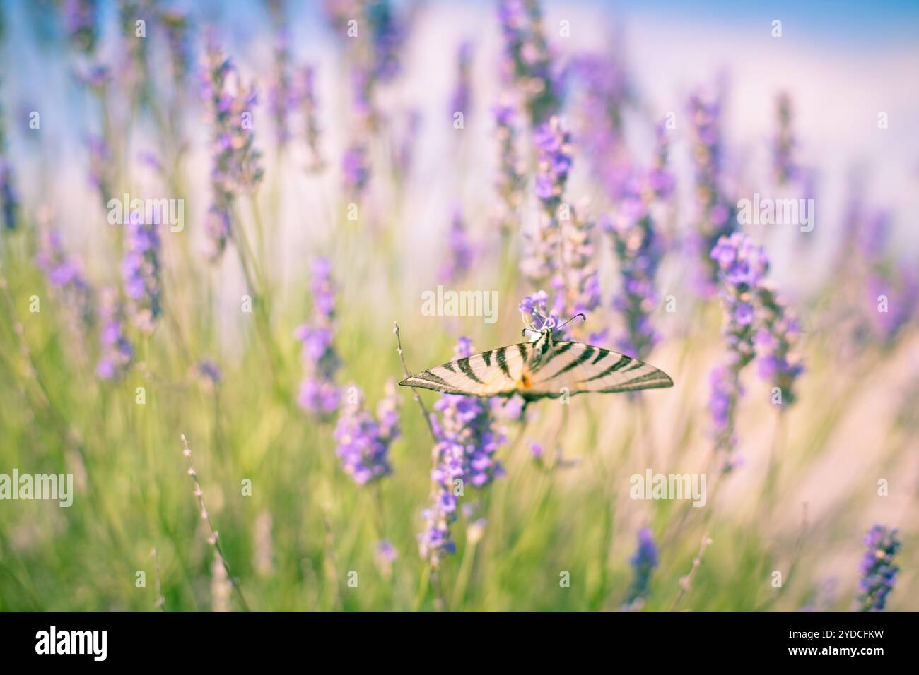 Pastel blue lavender light hi-res stock photography and images - Alamy