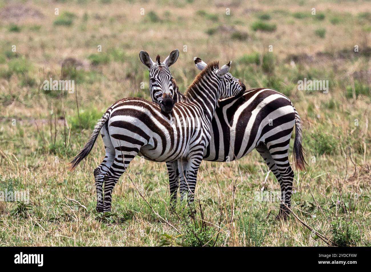 Endangered zebras hi-res stock photography and images - Alamy